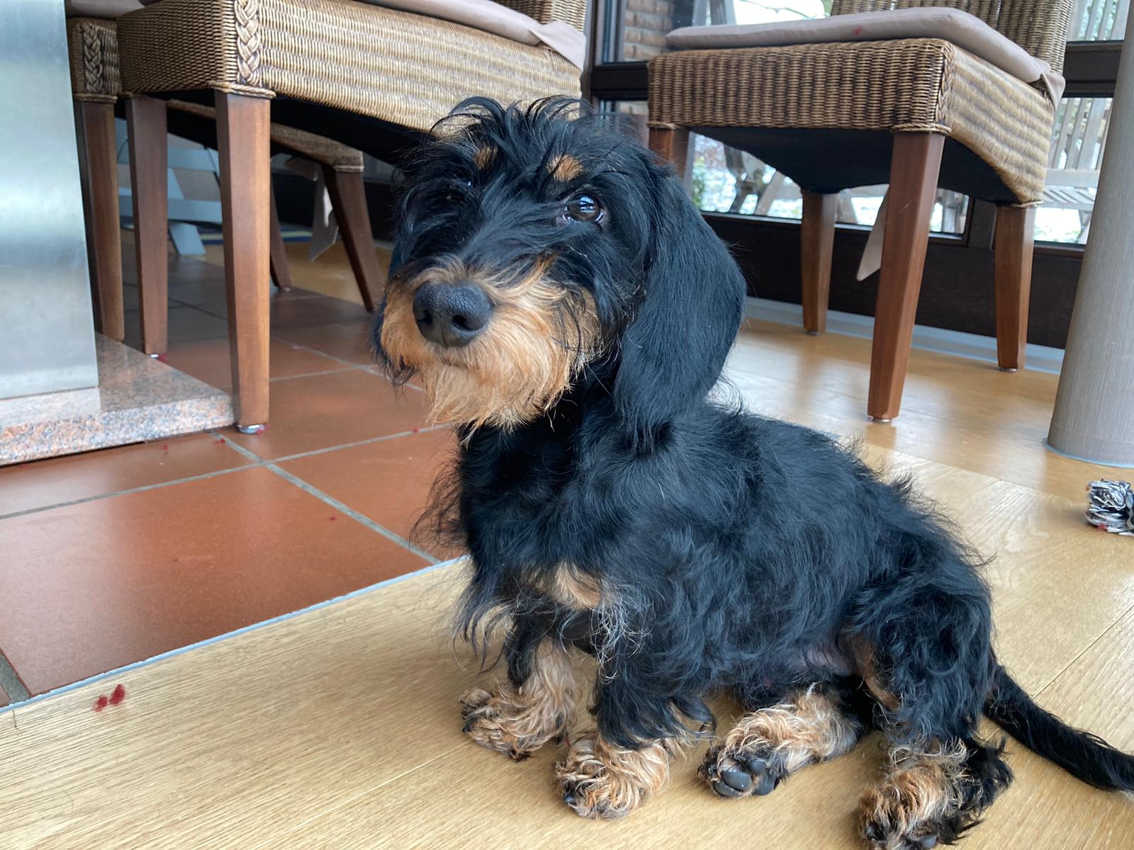 Quirins Nachwuchs - Quirin und Rasputin von Bretano