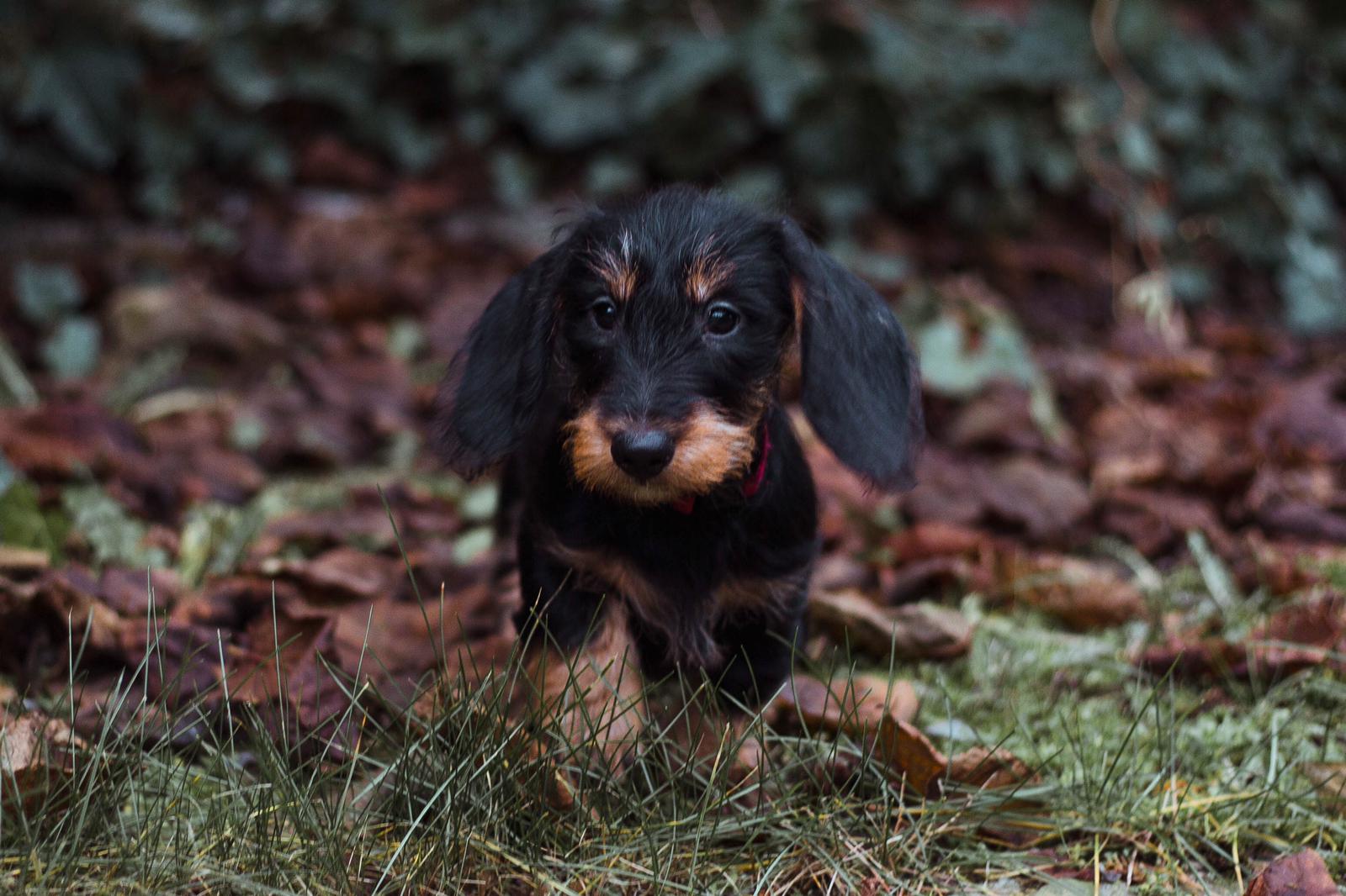 Quirins Nachwuchs - Quirin und Rasputin von Bretano