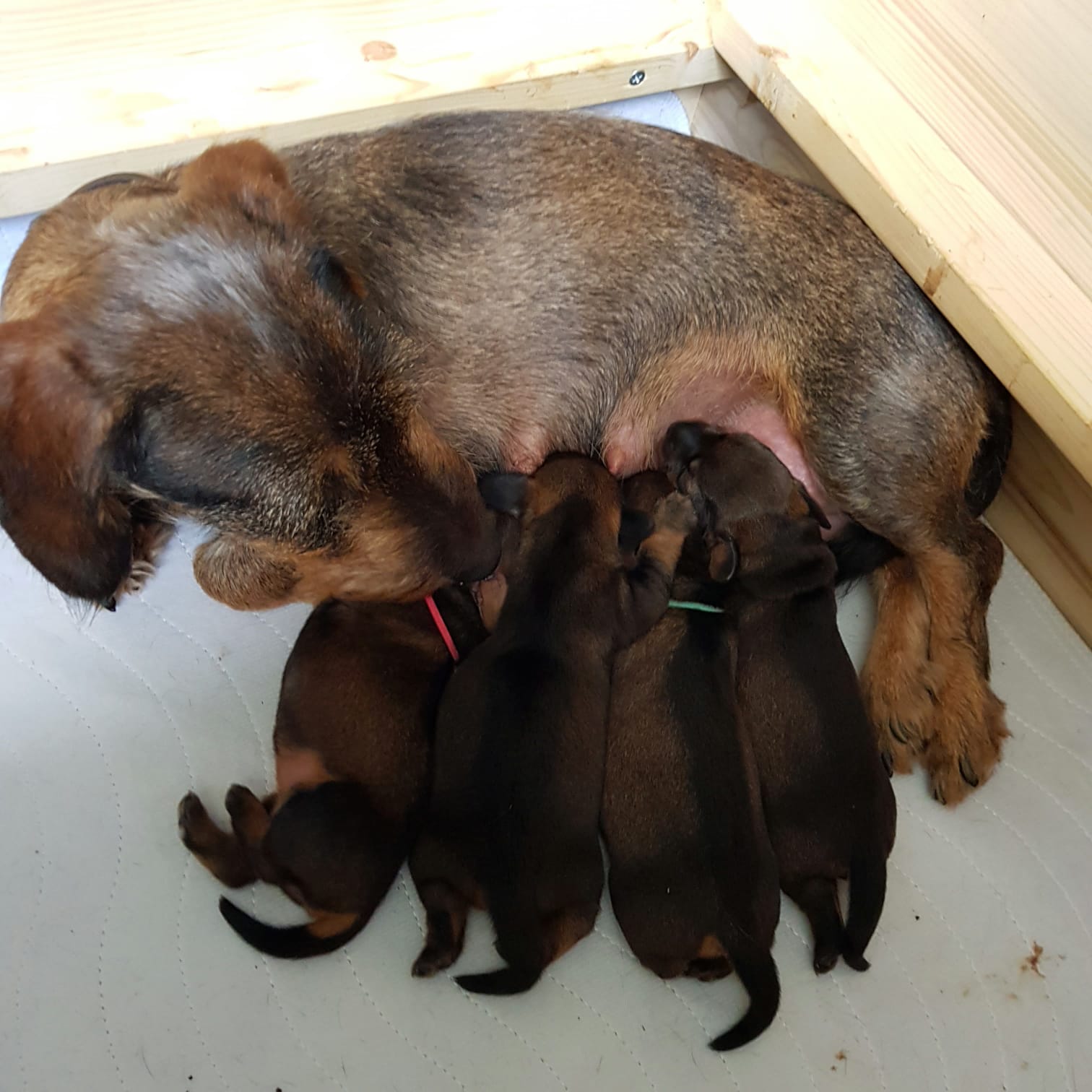 Quirins Nachwuchs - Quirin und Rasputin von Bretano